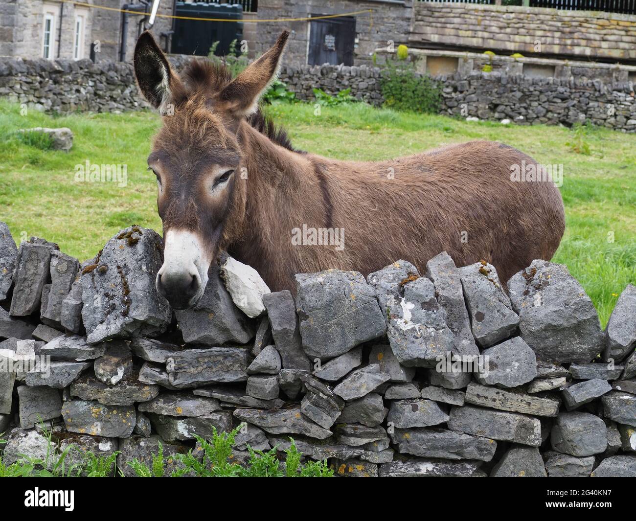 Two tone coloured donkey looking over a dry stone wall in Derbyshire ...
