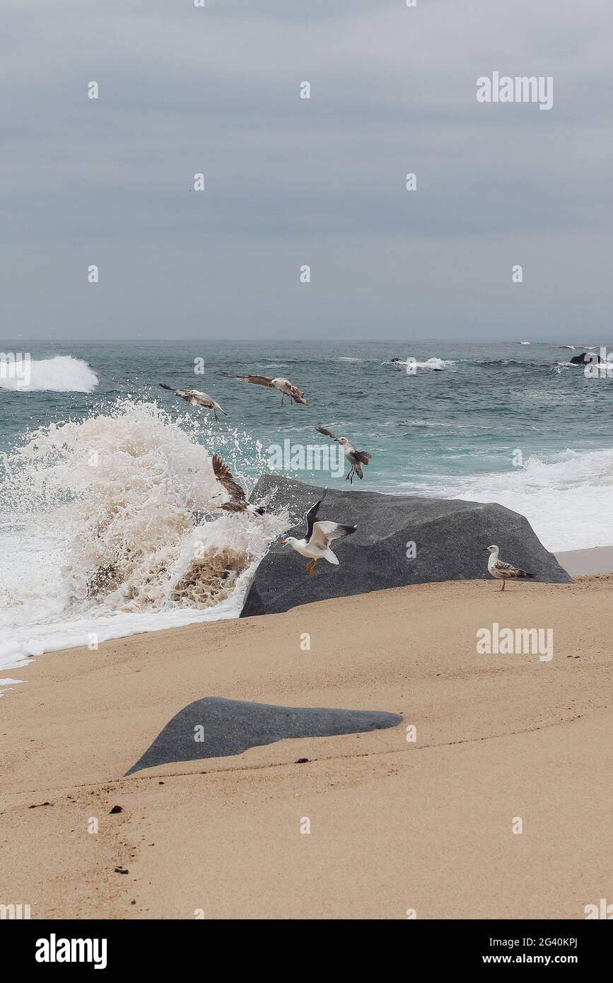 Closeup shot seagulls beach hi-res stock photography and images - Alamy