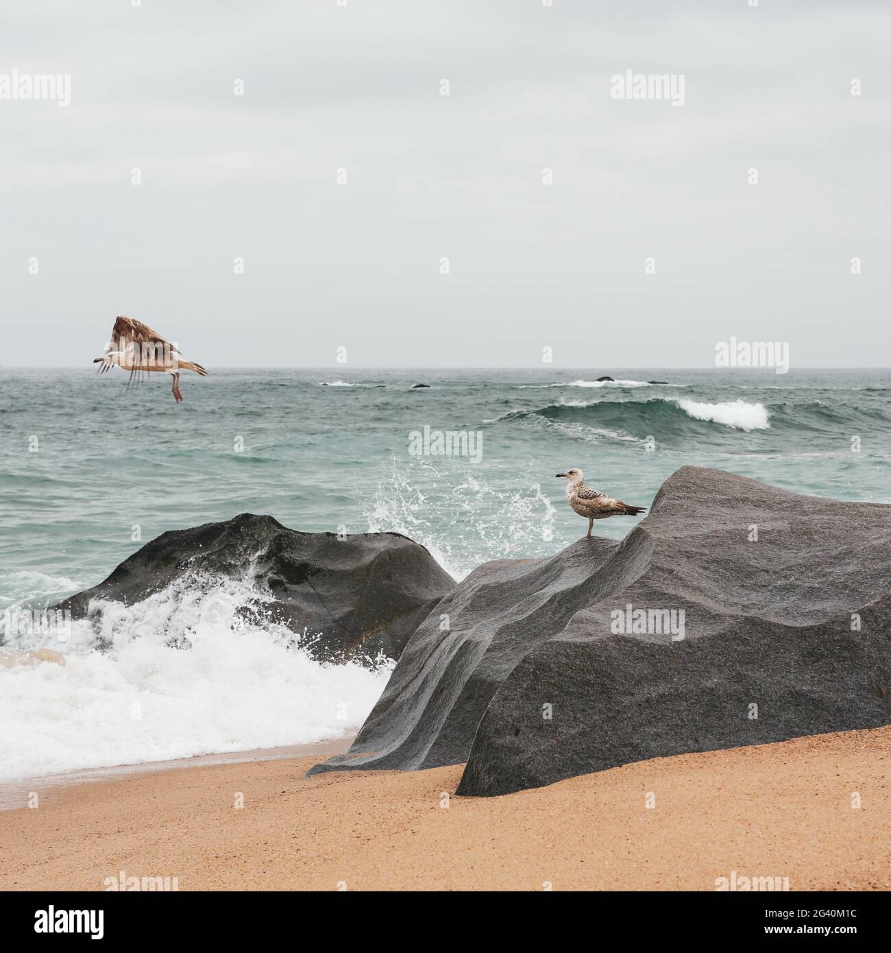 Vertical shot of a flying seagull and a seagull perched on a rock on ...