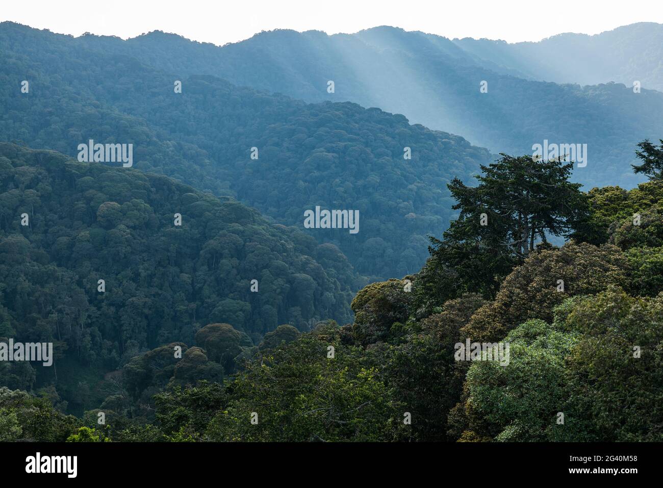 View of trees and mountains from the Canopy Walkway, Nyungwe Forest ...