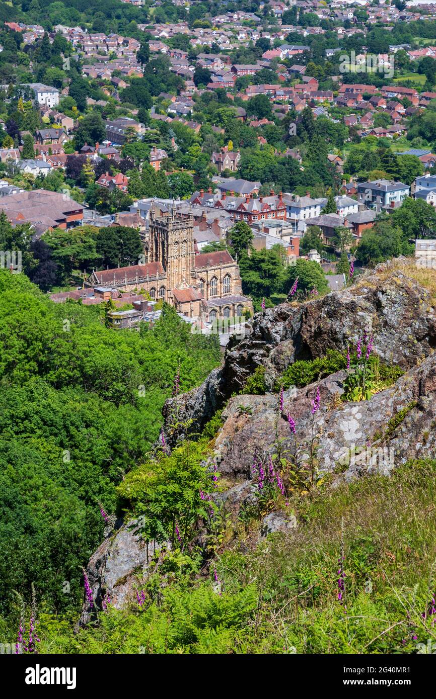 Foxgloves growing on the Malvern Hills with Malvern Priory and Great ...