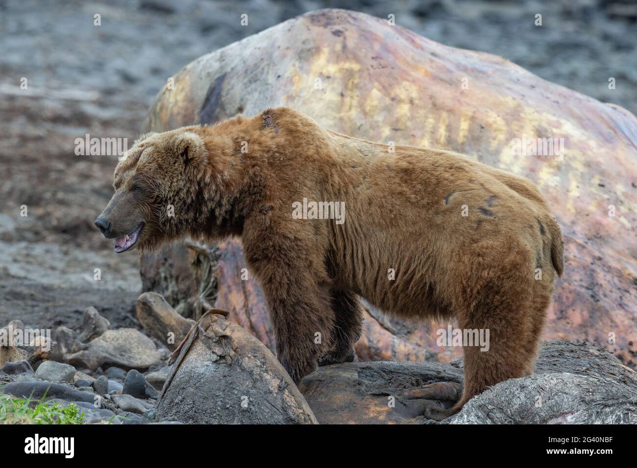 The bear appeared to smile at its tasty find. KUKAK BAY, ALASKA: SEE ...