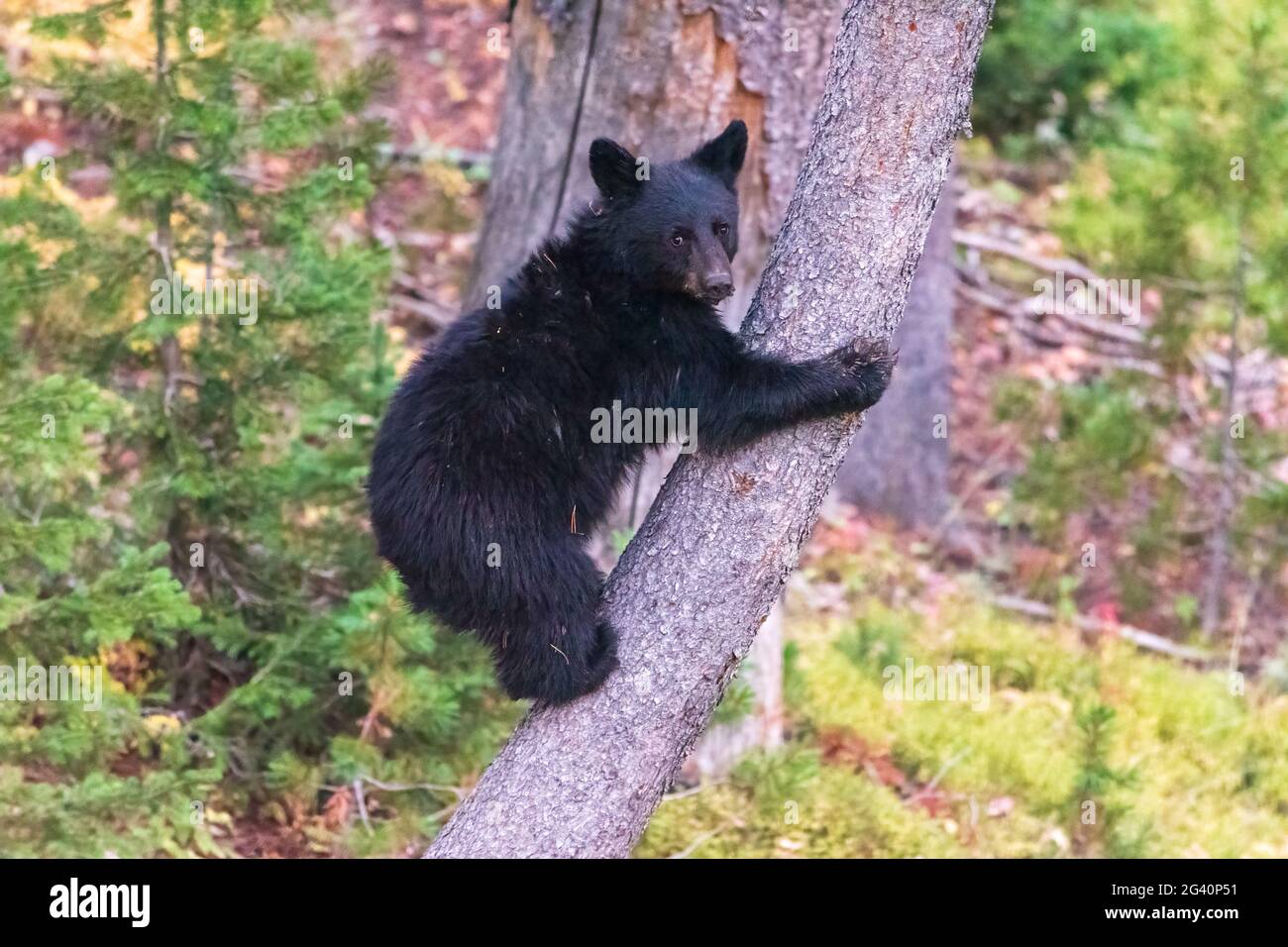 Cute black bear cub climbing a tree in a sunny forest Stock Photo - Alamy