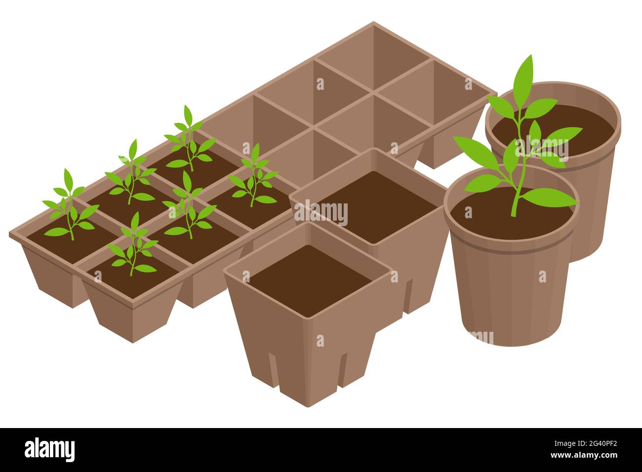 Isometric seedling transplanting process. Young vegetable seedlings of ... Isometric seedling transplanting process. Young vegetable seedlings of ...