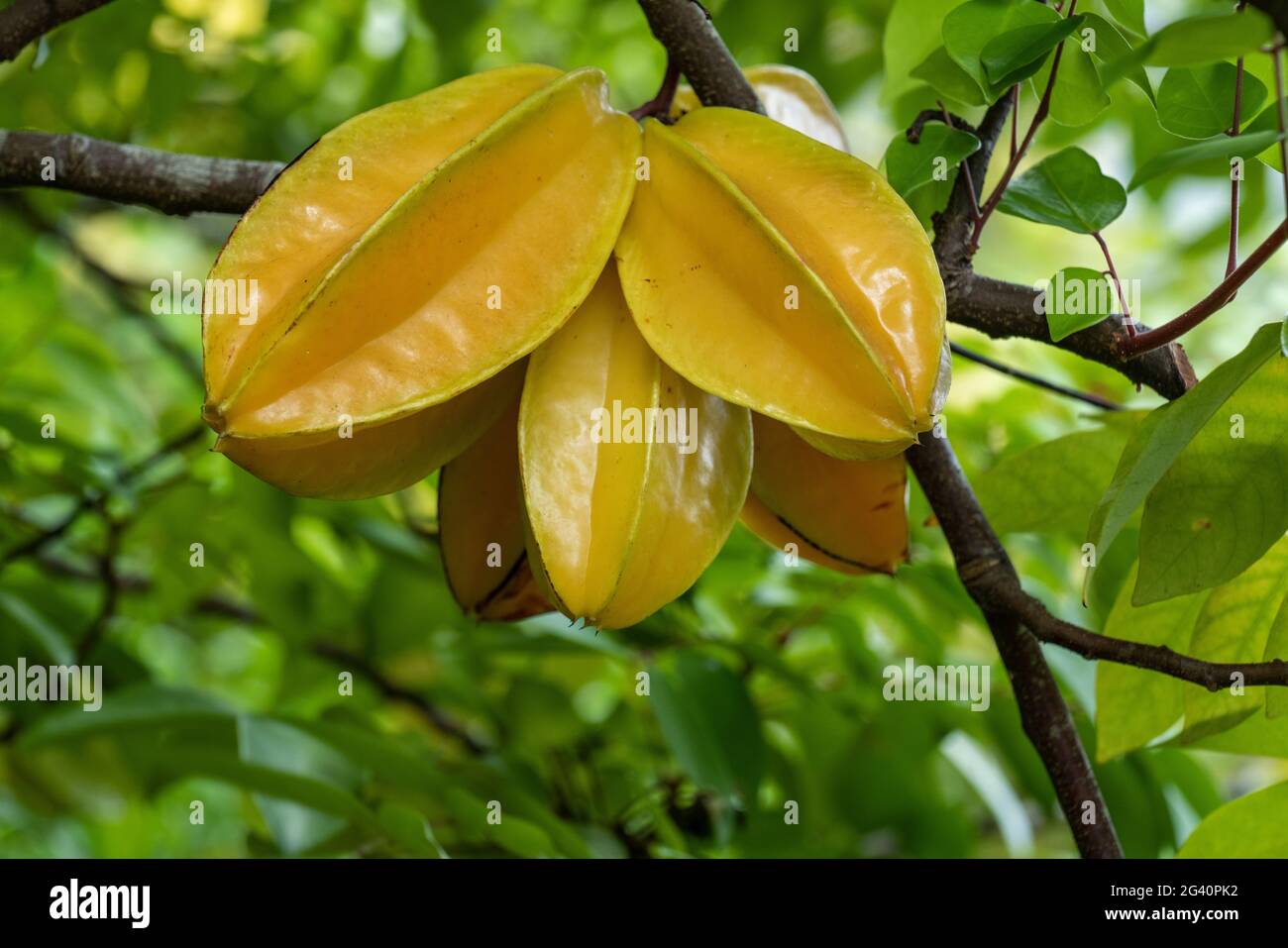 Star fruit at tree hi-res stock photography and images - Alamy