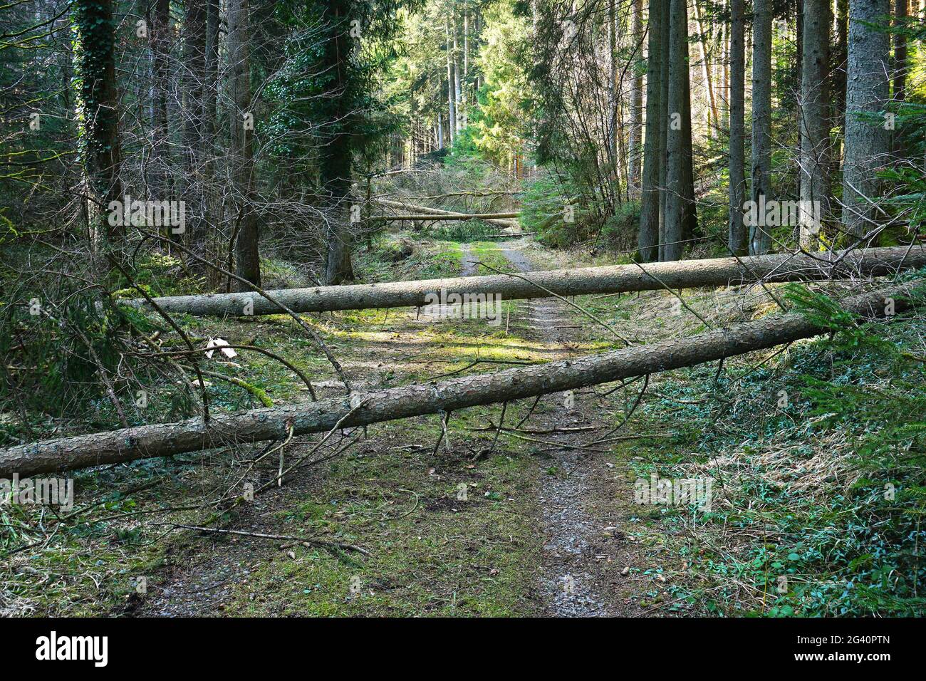 Fallen trees in spruce forest due to storm impact Stock Photo - Alamy