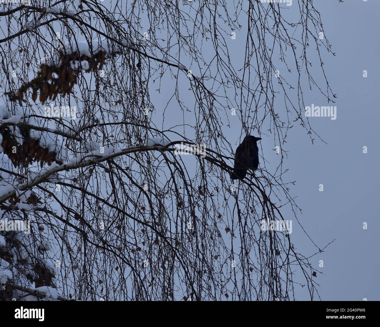 Raven crow corvus corone hi-res stock photography and images - Alamy