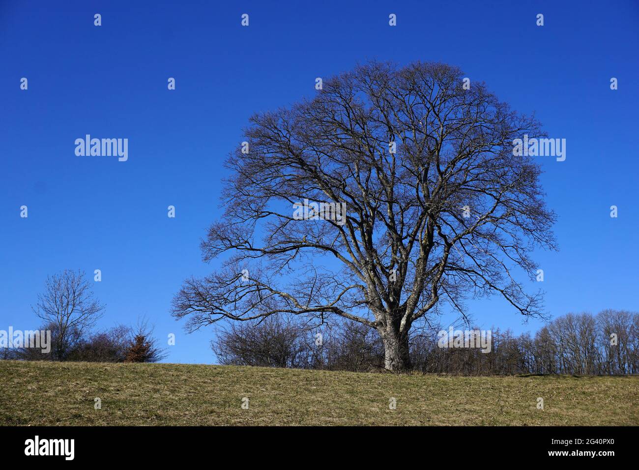 Mountain maple, Acer pseudoplatanus, sycamore maple Stock Photo - Alamy