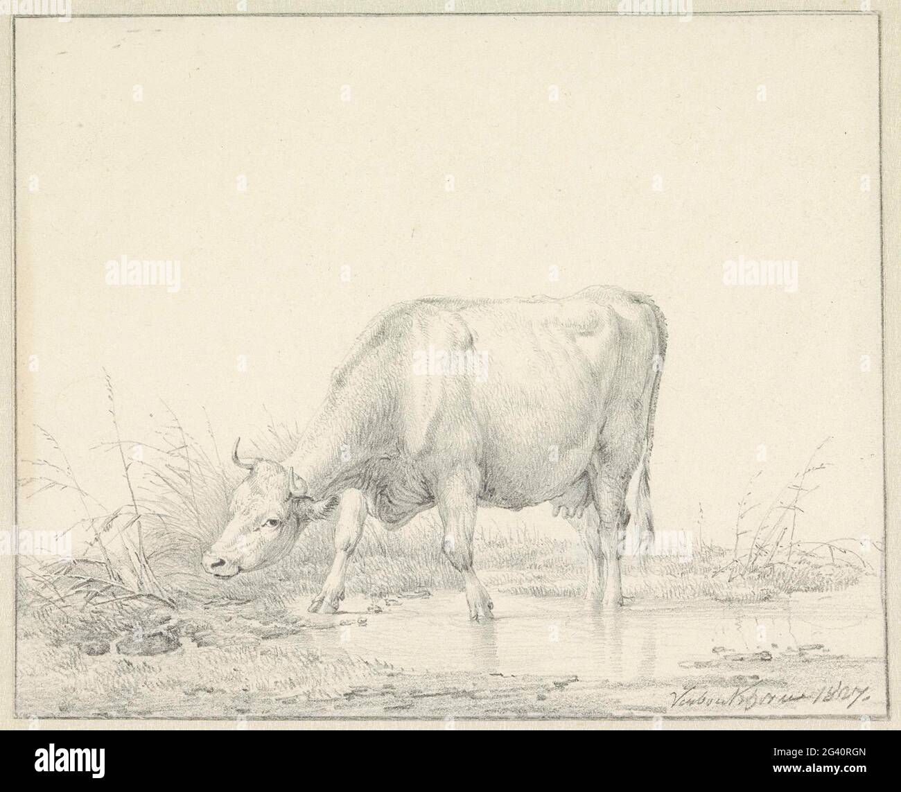 Cow, standing in a puddle Stock Photo - Alamy