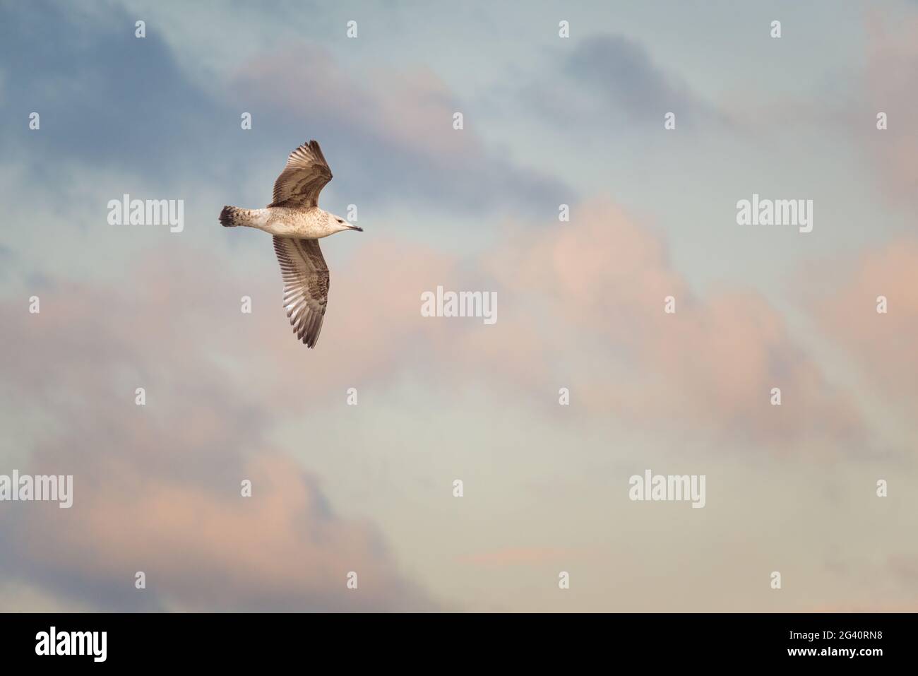 Morning bird in the sky hi-res stock photography and images - Alamy