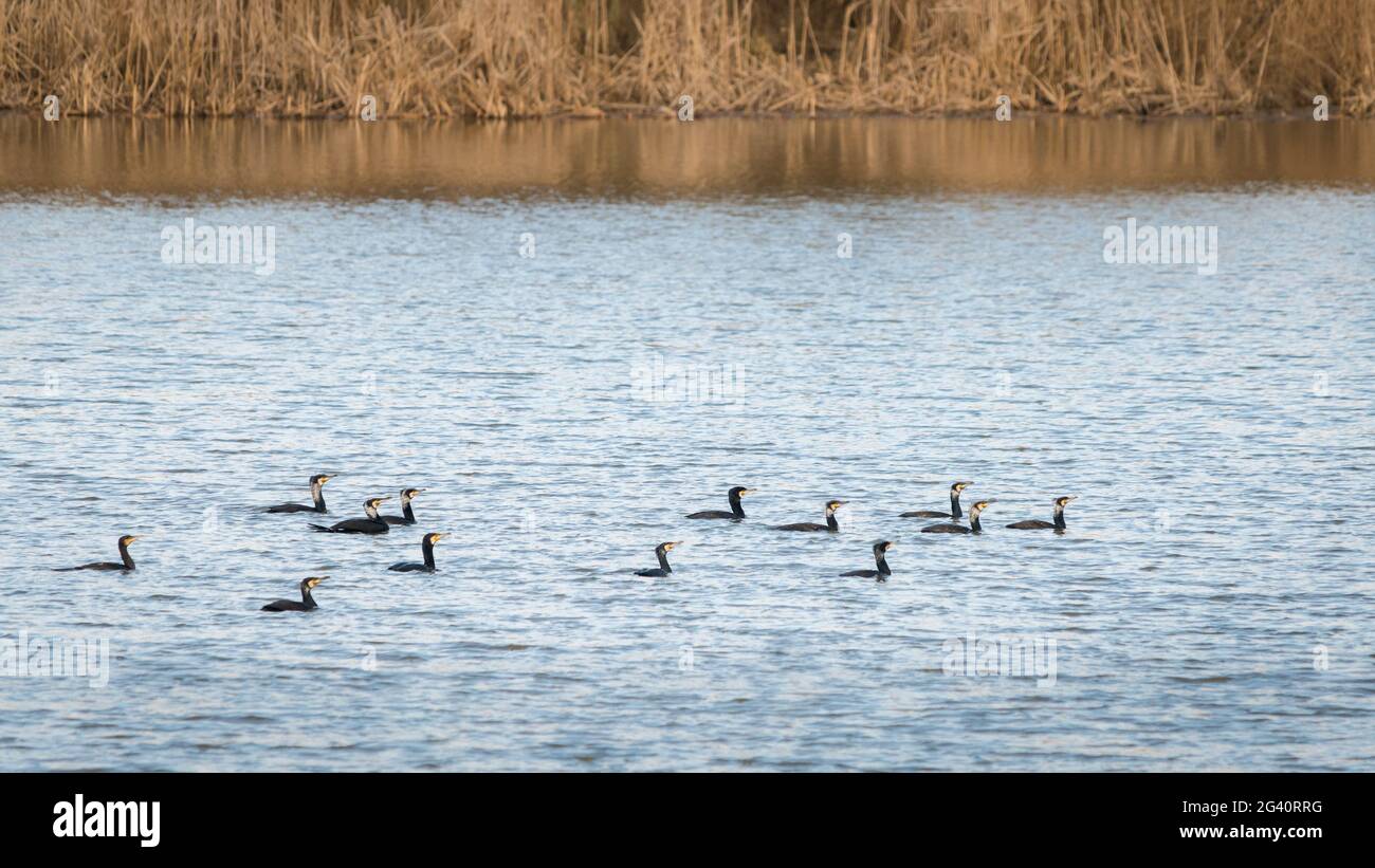 Cormorants phalacrocorax carbo flock hi-res stock photography and ...