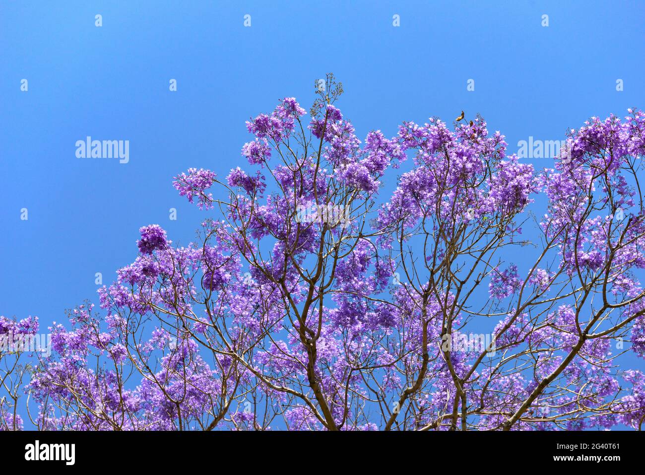 Jacaranda purple violet color flowering hi-res stock photography and ...