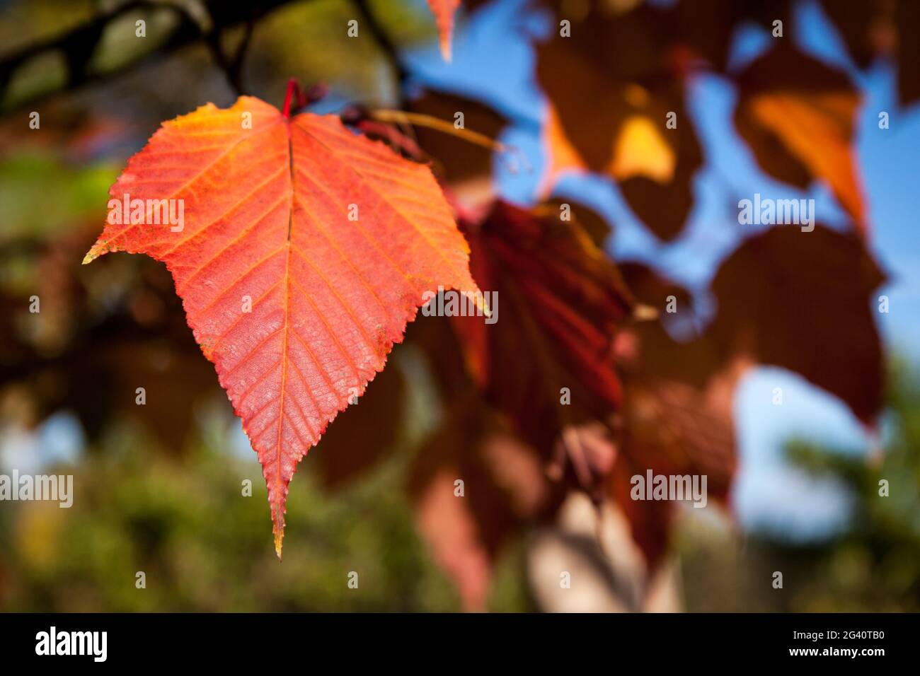 Snake bark maple hi-res stock photography and images - Alamy