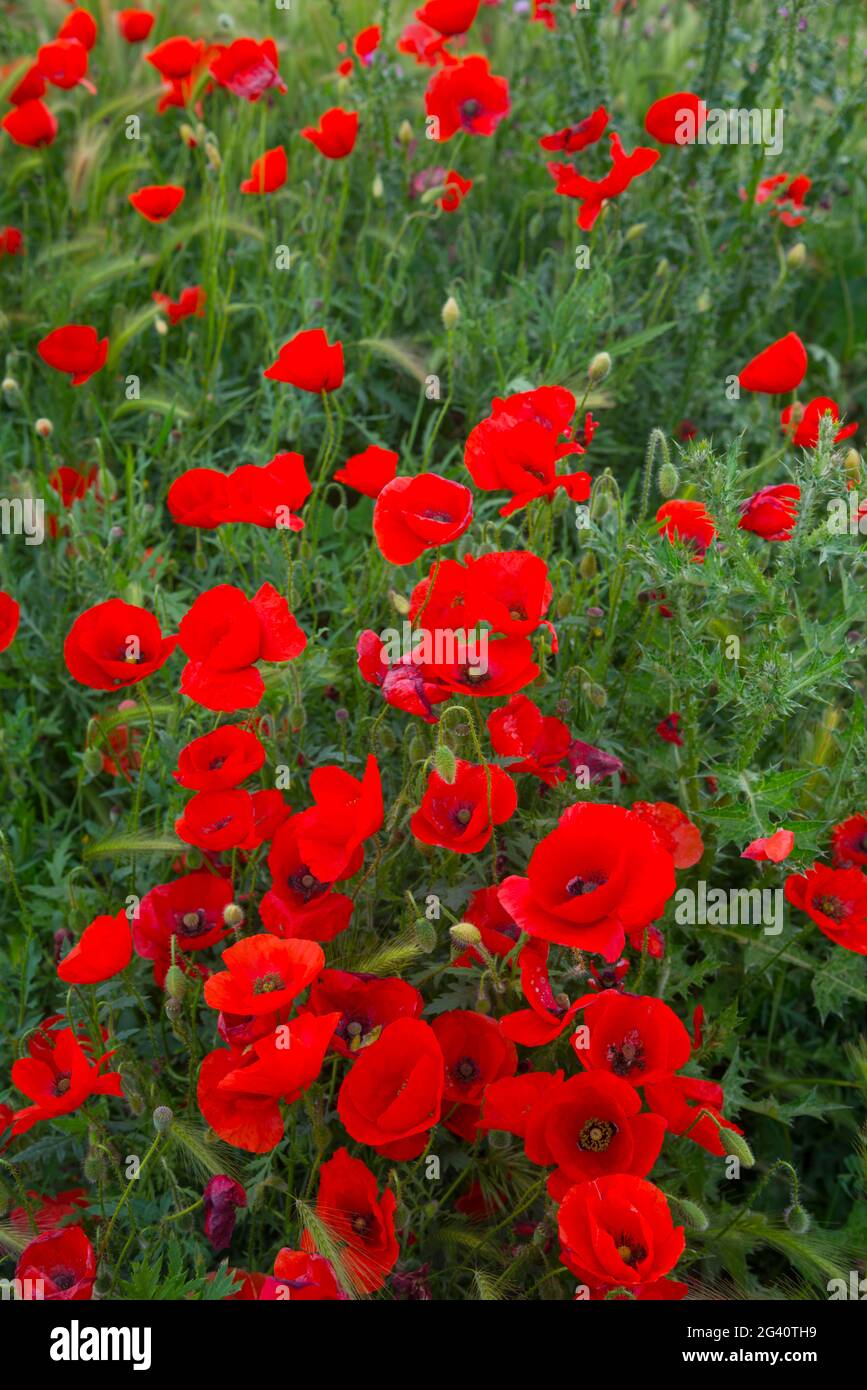 Poppy red fondo hi-res stock photography and images - Alamy