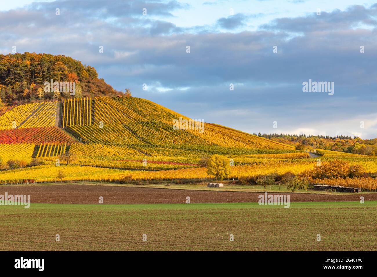 Steigerwald vineyard hi-res stock photography and images - Alamy
