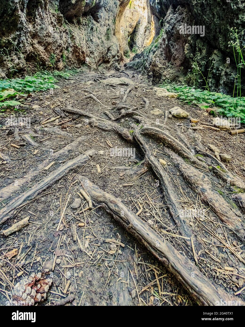 Cave tree roots hi-res stock photography and images - Alamy