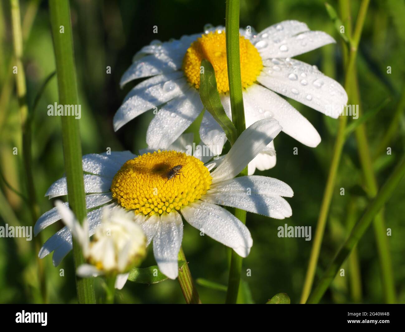 two daisy flowers with dewdrops and fly on it under morning sunlight ...