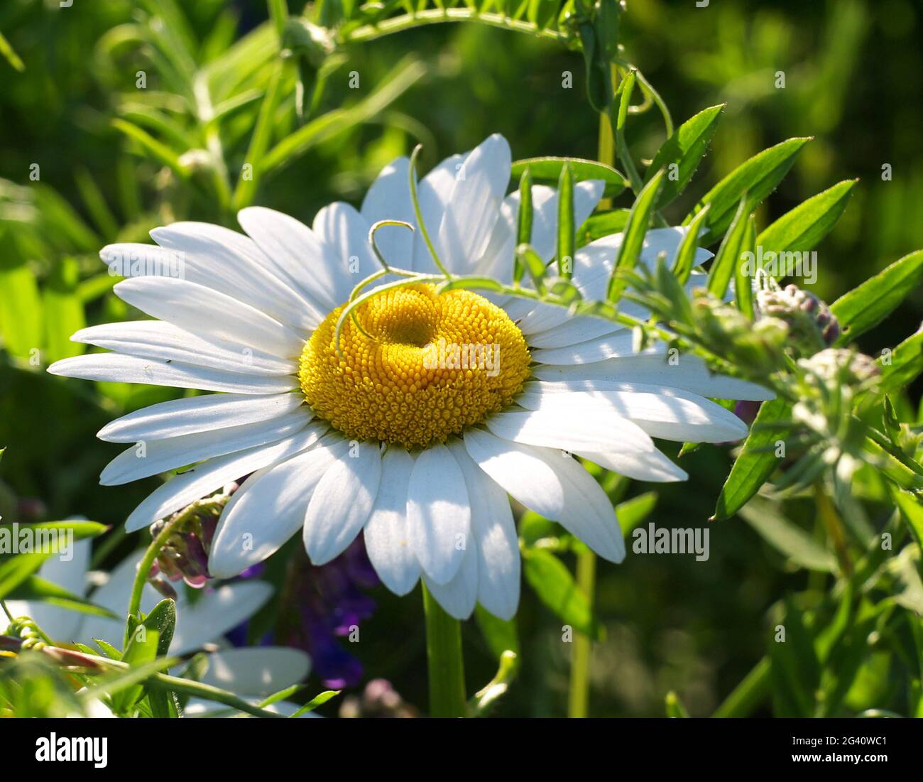 daisy flower among other plants in herb thickets under sunlight Stock ...