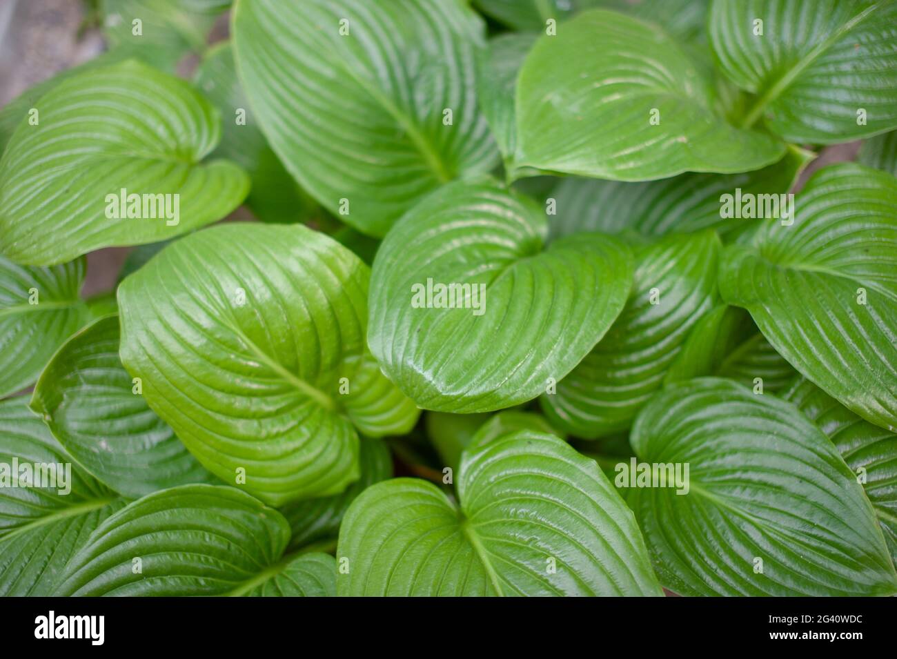 Hosta deciduous ornamental plants painted in full zeleinli during the ...