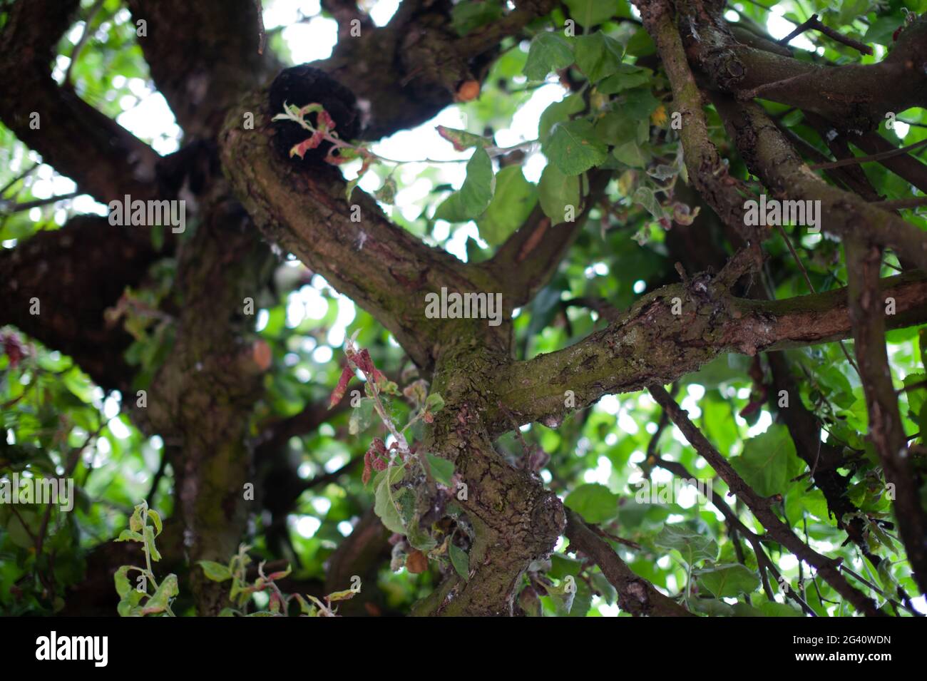Canopy apple tree hi-res stock photography and images - Alamy
