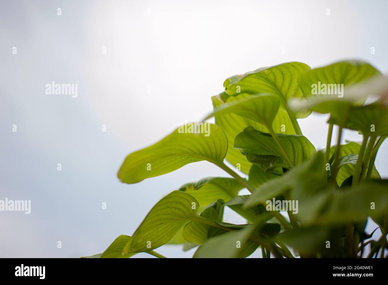 Hosta deciduous ornamental plants painted in full zeleinli during the ...
