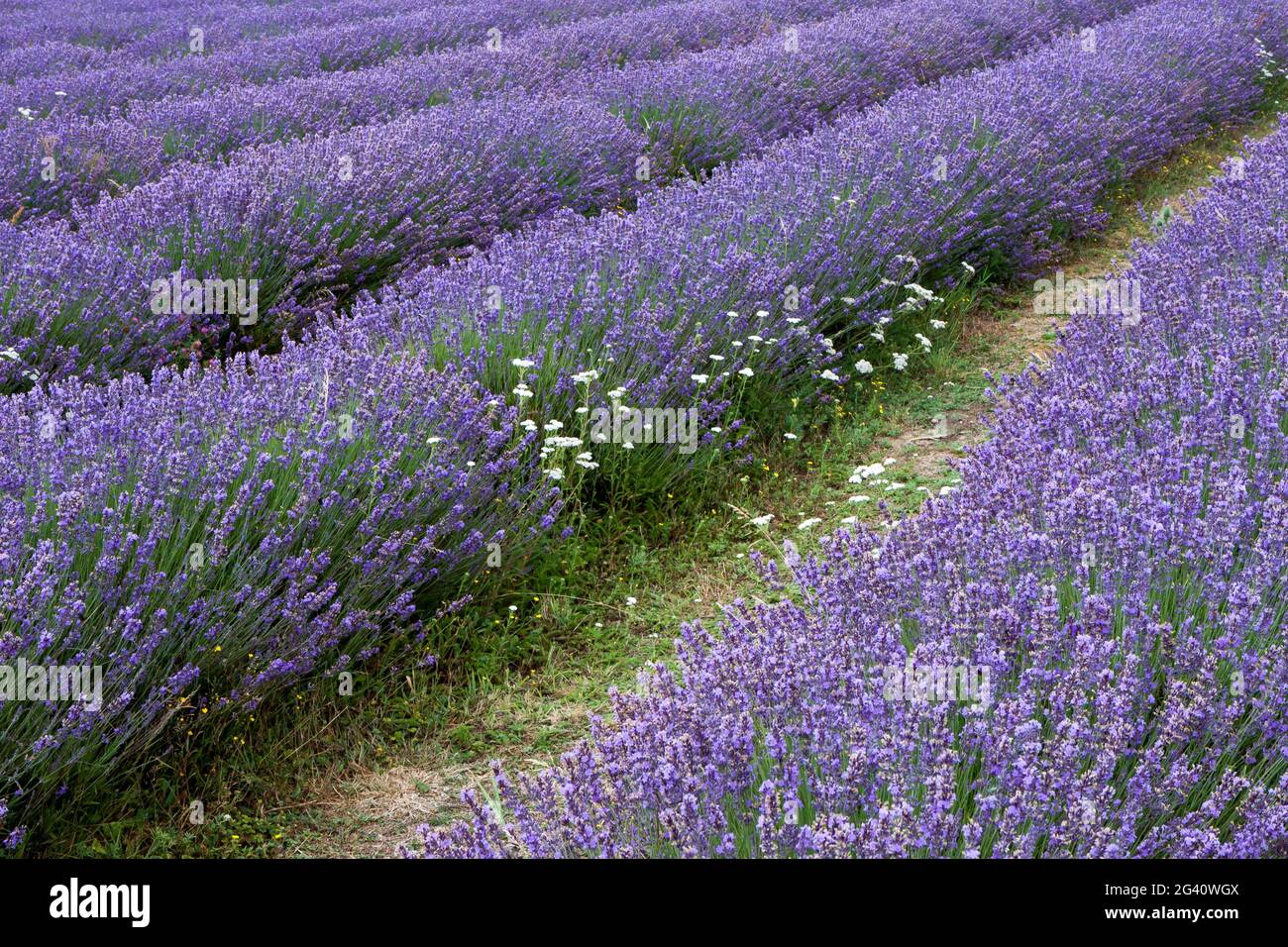 Lavender field, surrey, uk hi-res stock photography and images - Alamy