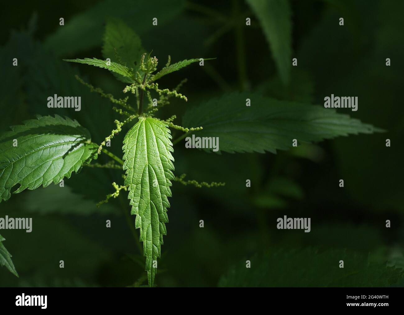 stinging nettle plant under sunlight spot in a shady forest Stock Photo ...
