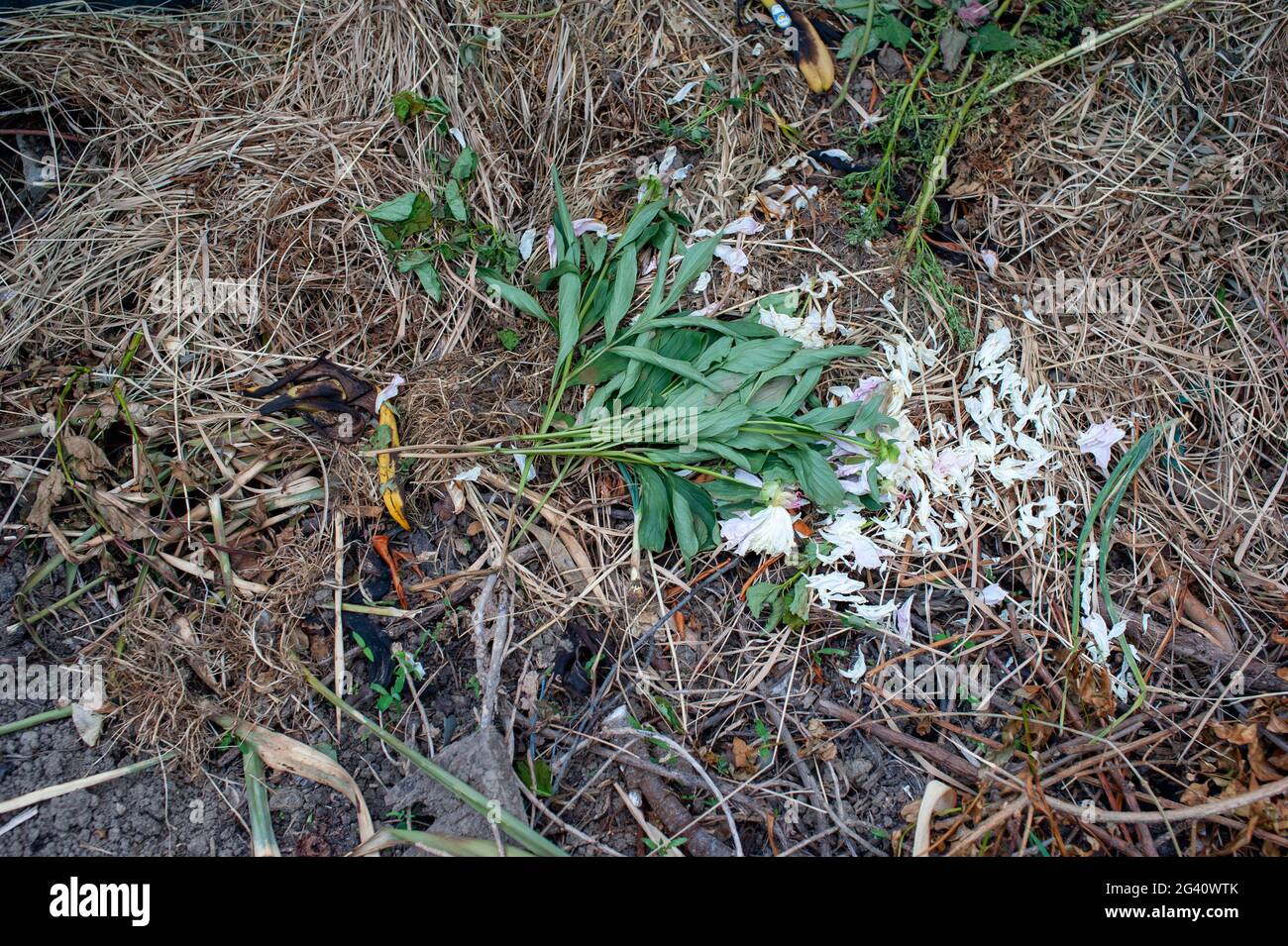 Dried white flowers as waste on humus Stock Photo - Alamy