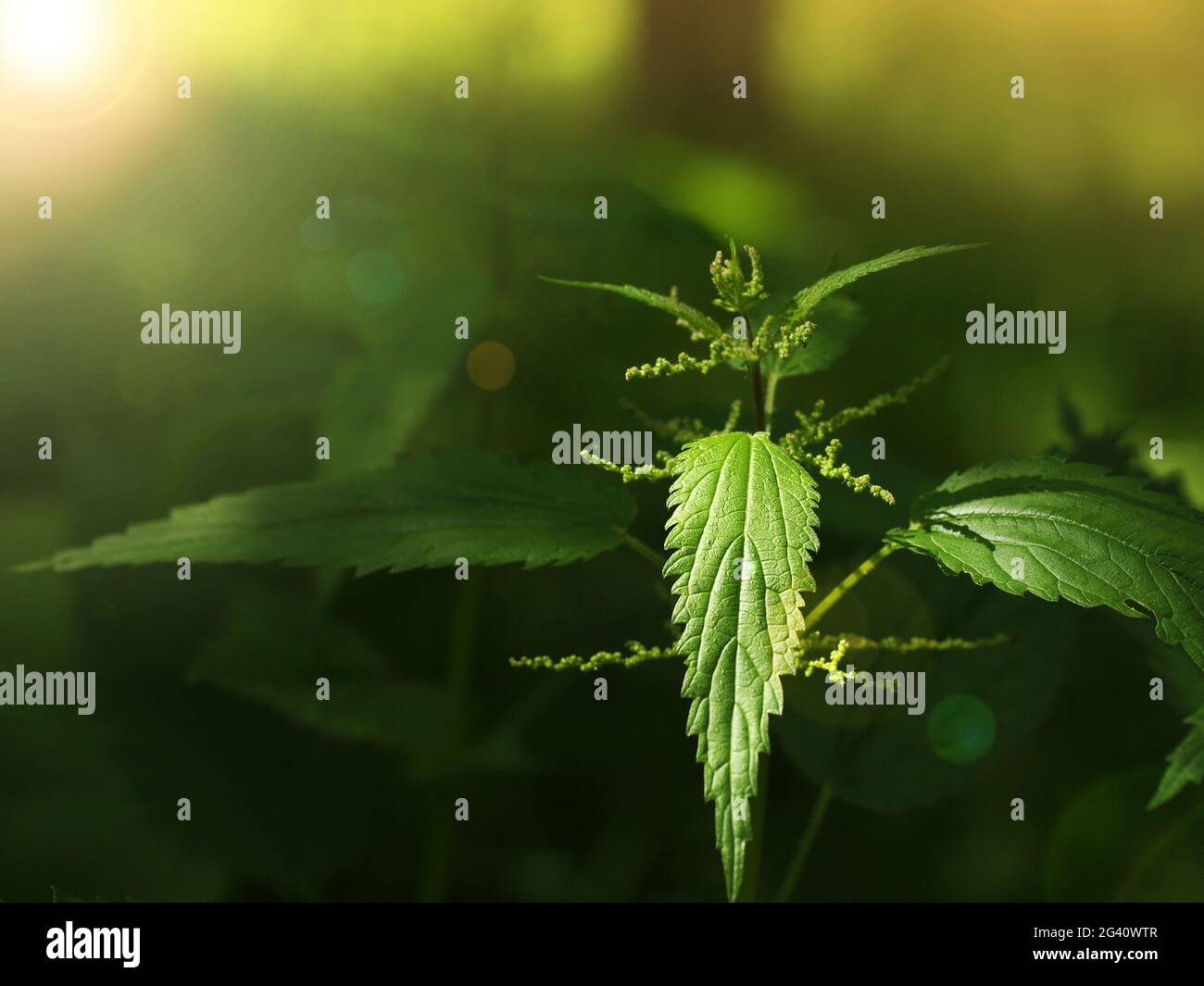 stinging nettle plant under sunlight in a forest Stock Photo - Alamy