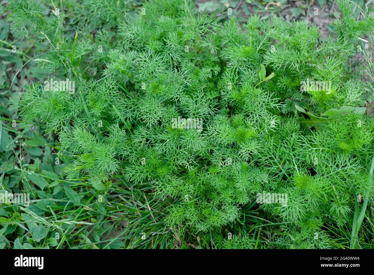 Green plant of narrow thin leaves of bushy growth, herbs Stock Photo ...