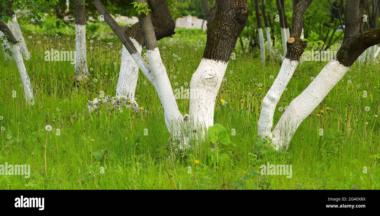 Whitewashed trees hi-res stock photography and images - Alamy