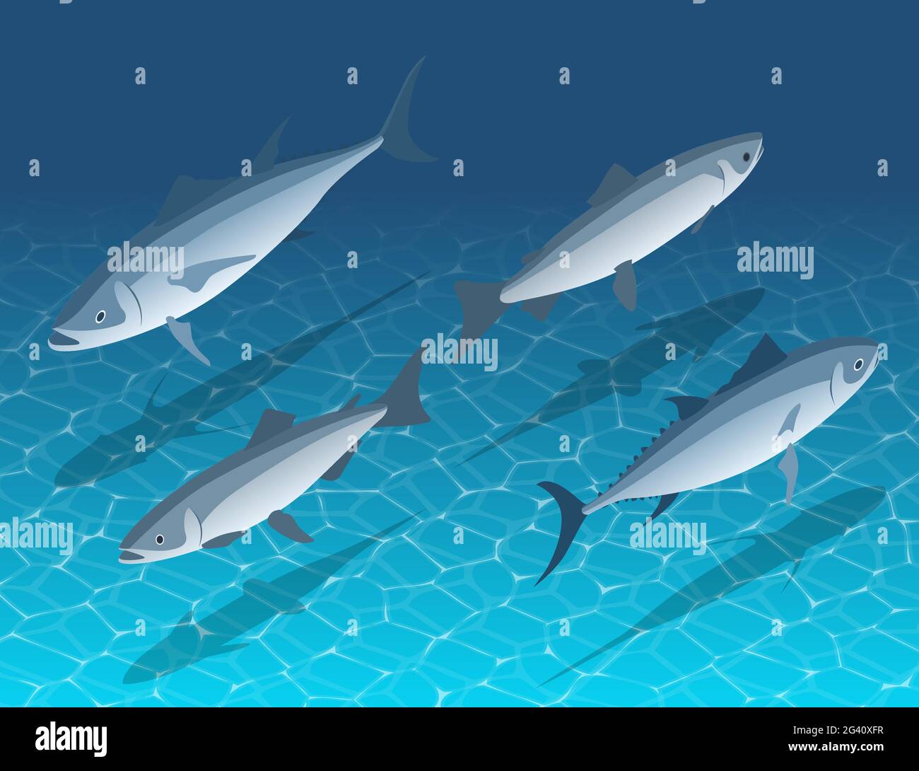 Atlantic mackerel and north sea Stock Vector Images - Alamy