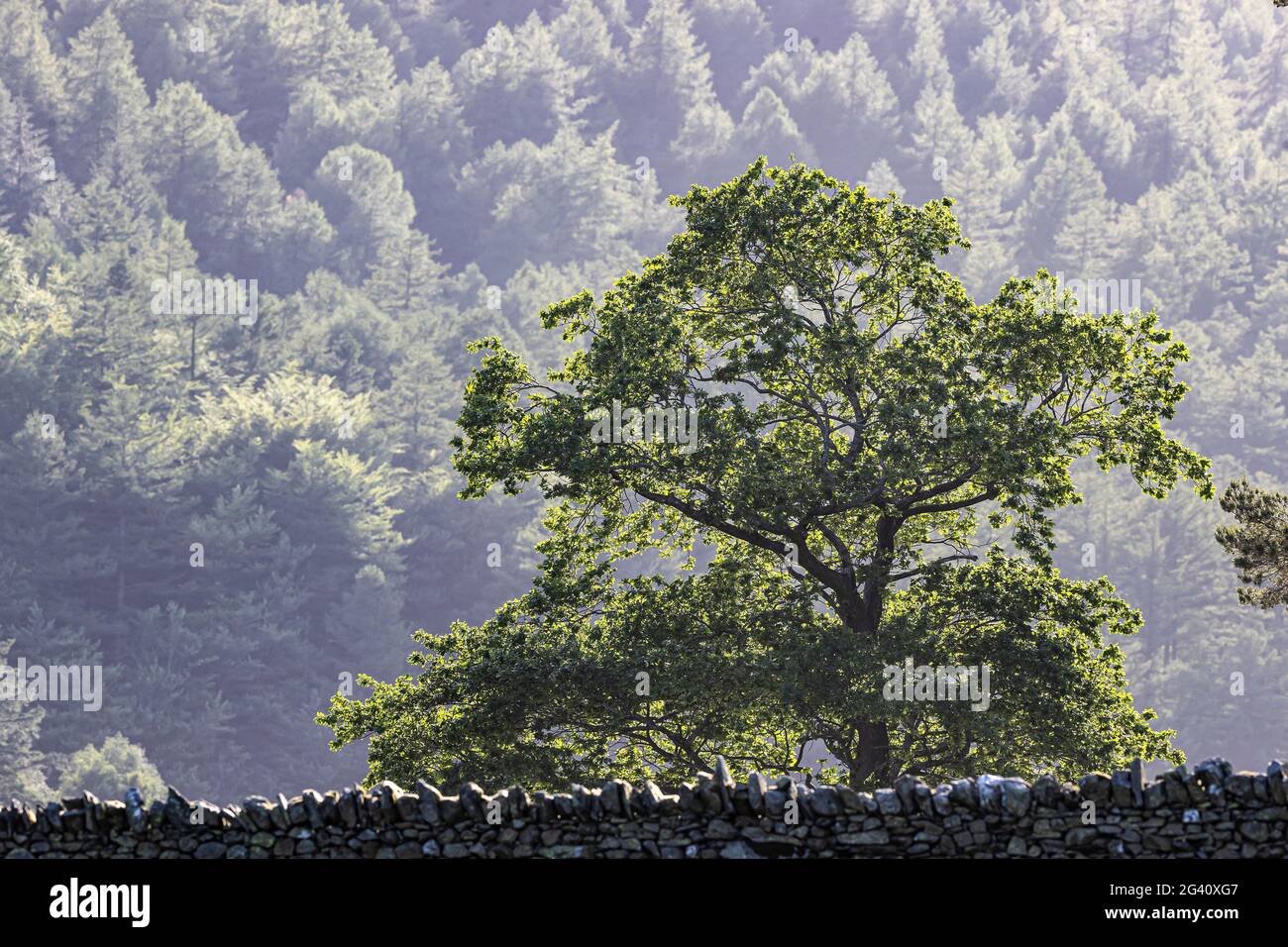 Deforestation england hi-res stock photography and images - Alamy