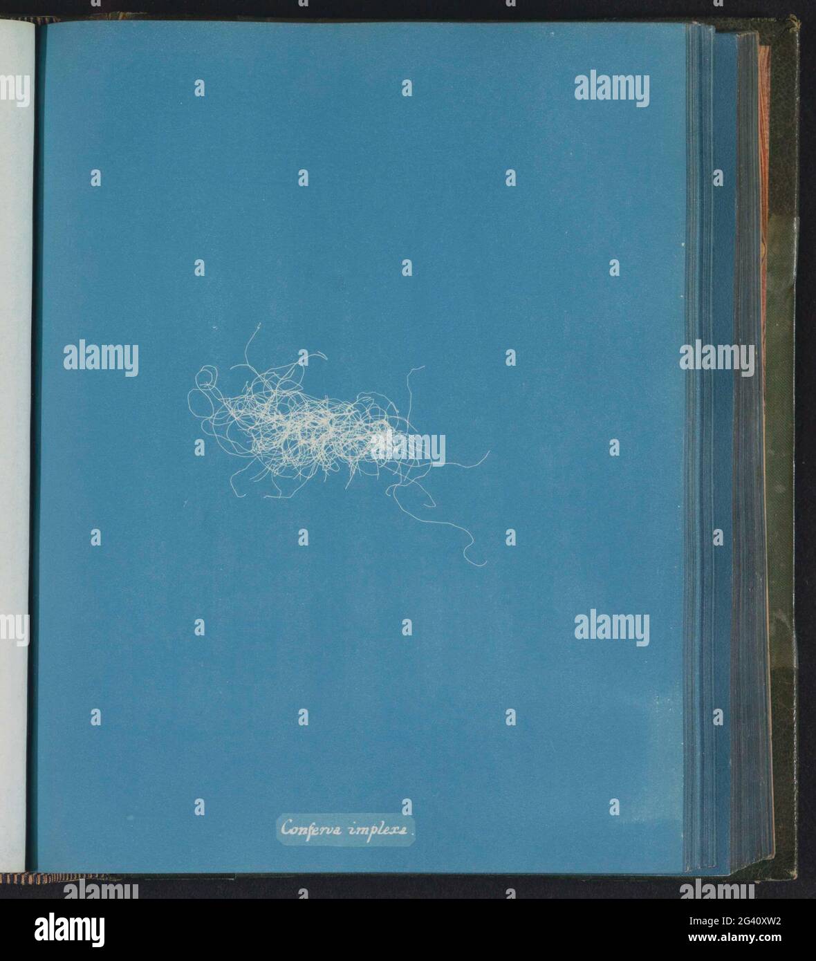 Implexa hi-res stock photography and images - Alamy