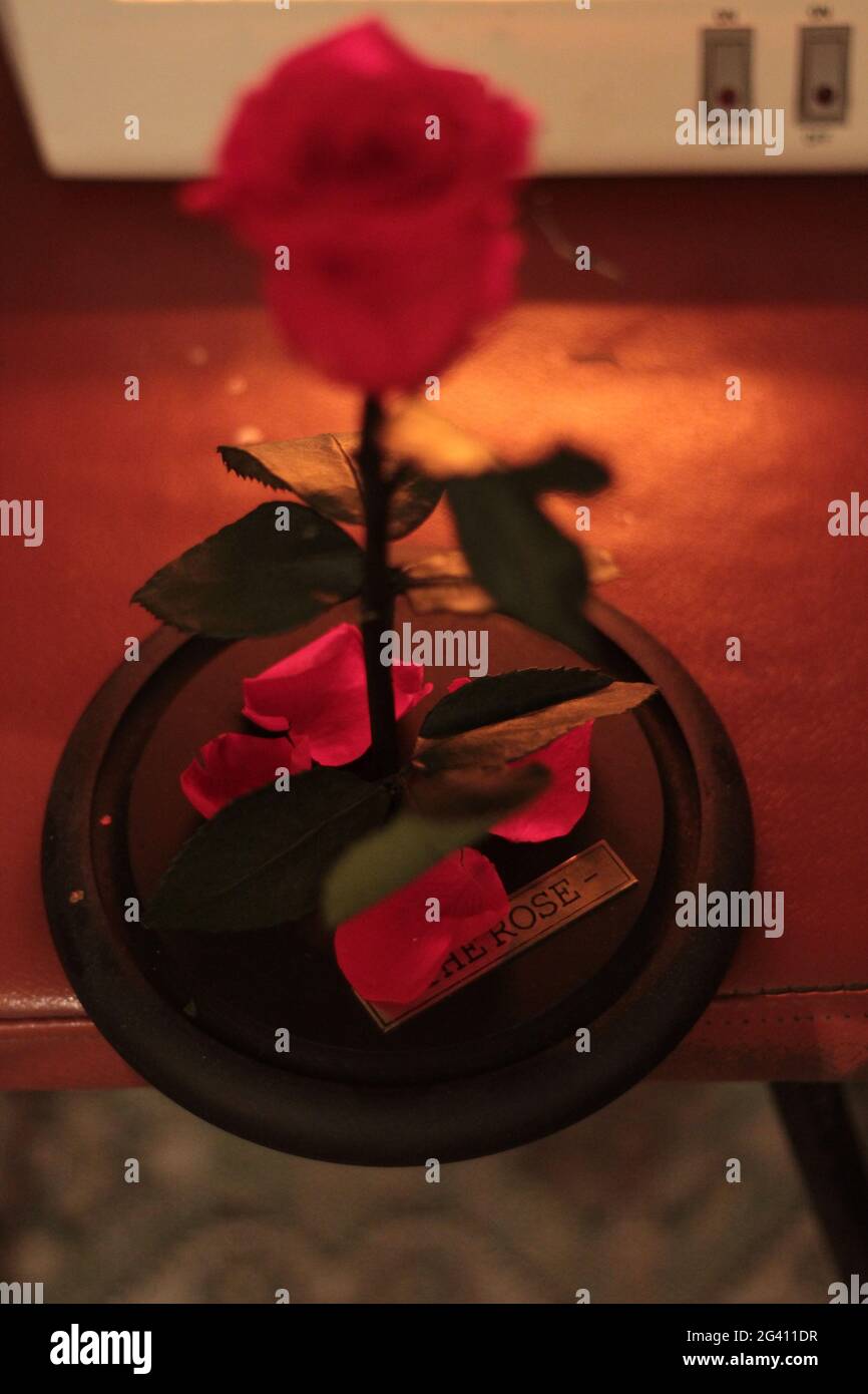 beautiful little scarlet flower in a flask close-up Stock Photo - Alamy