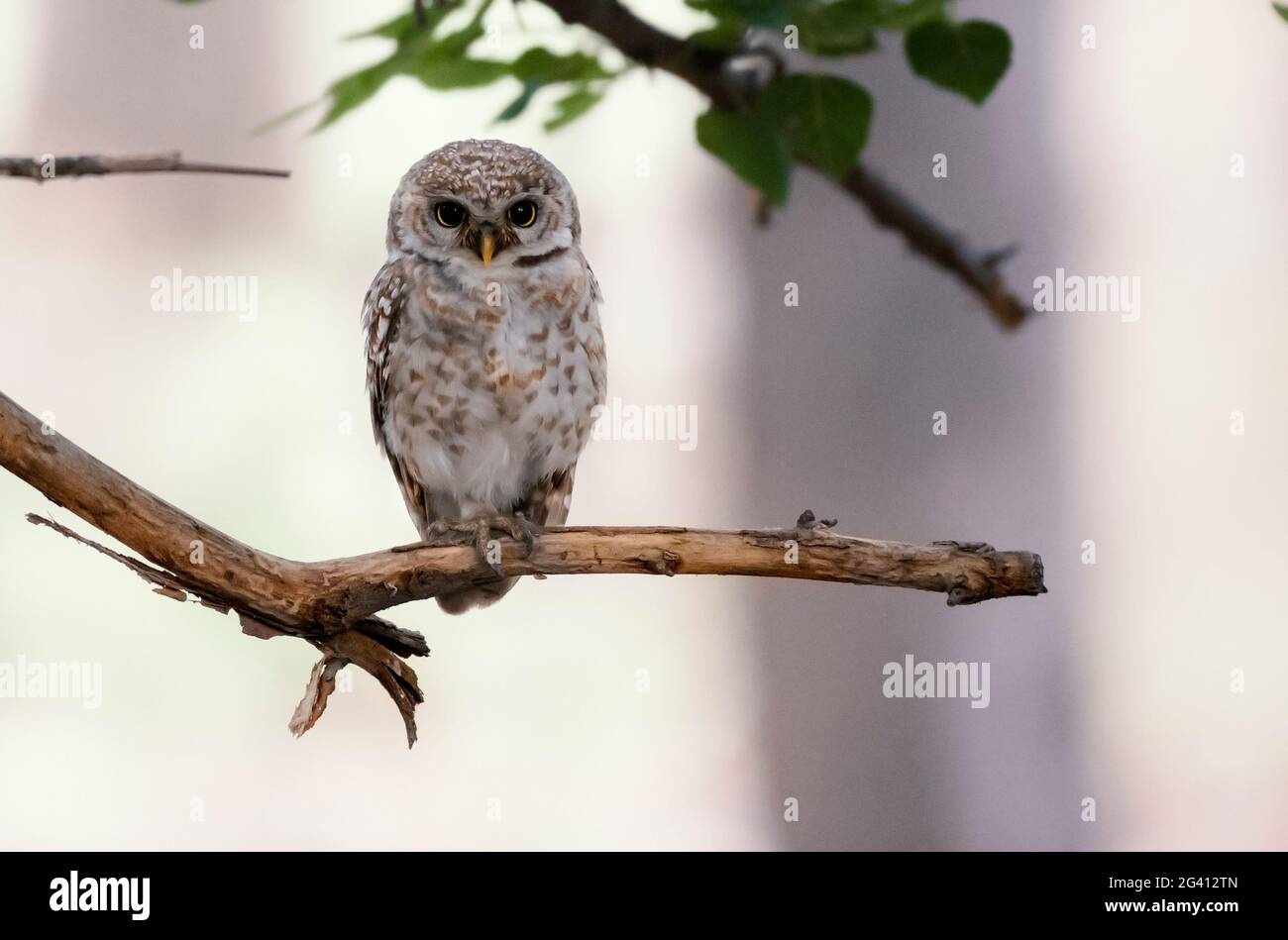 the owl is perched on a branch Stock Photo - Alamy