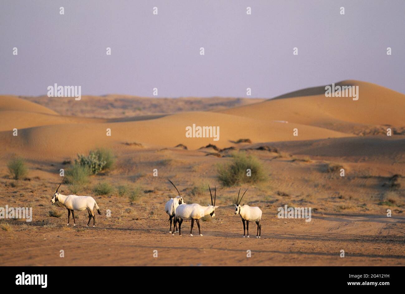 Oryx dubai hi-res stock photography and images - Alamy