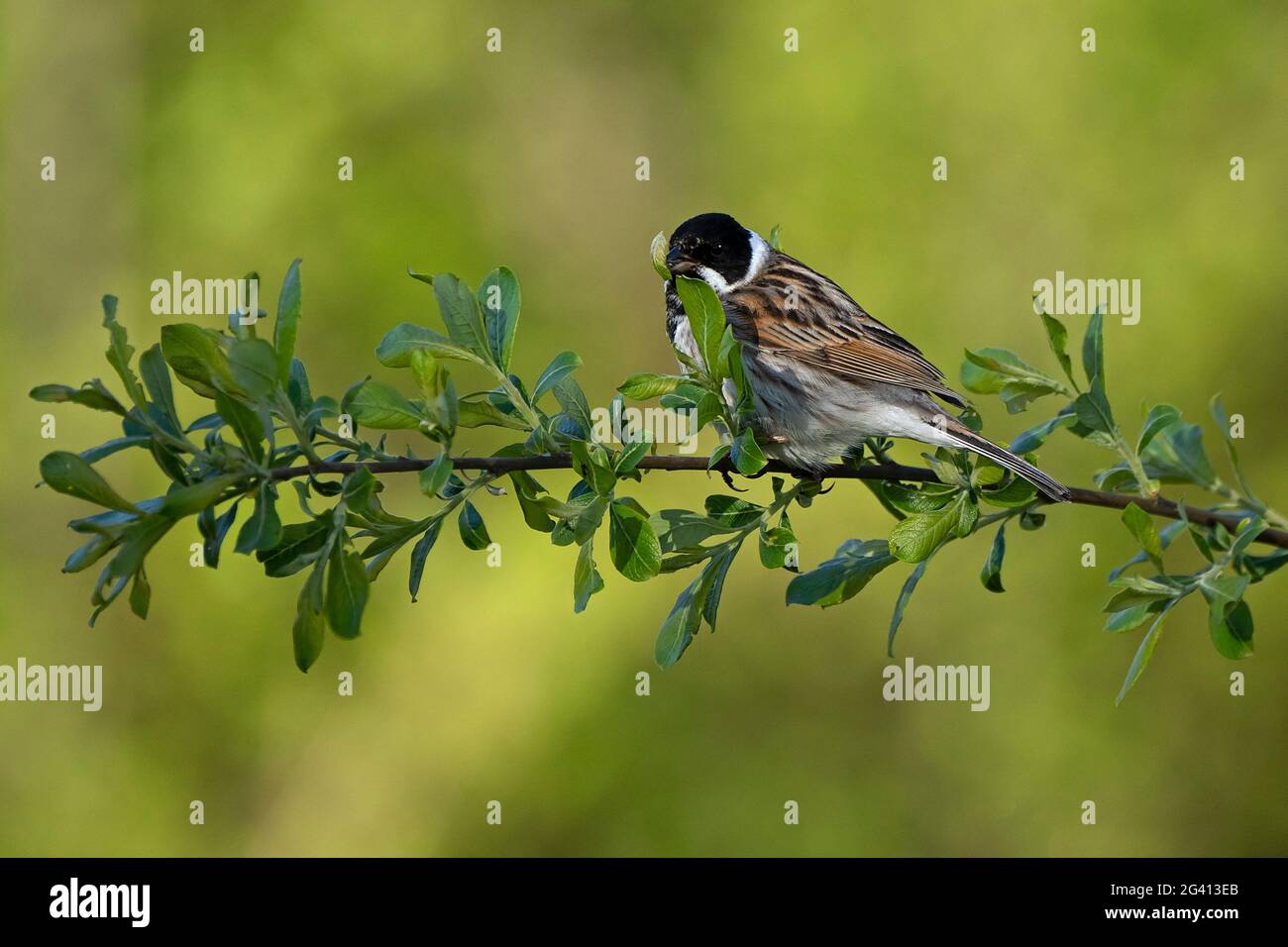 Bird bunting songbirds buntings hi-res stock photography and images - Alamy