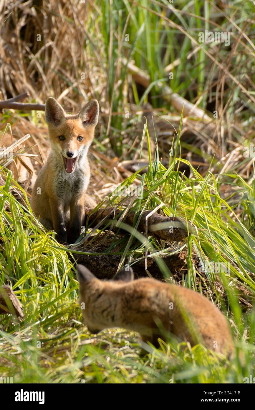 Playing red fox puppies in the warming light of the spring sun, Germany ...