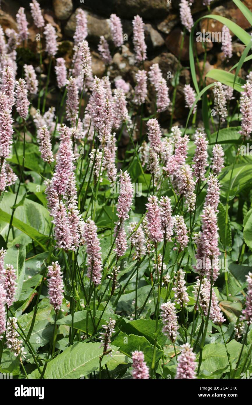 Common bistort, Persicaria bistorta variety Superba pink flower spikes ...