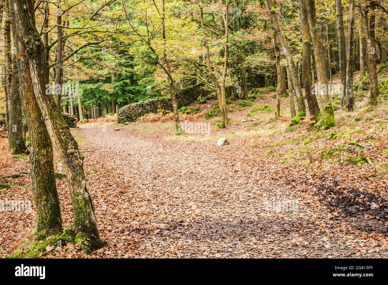 Autumn view of Torver Common Wood in the English Lake District Stock ...
