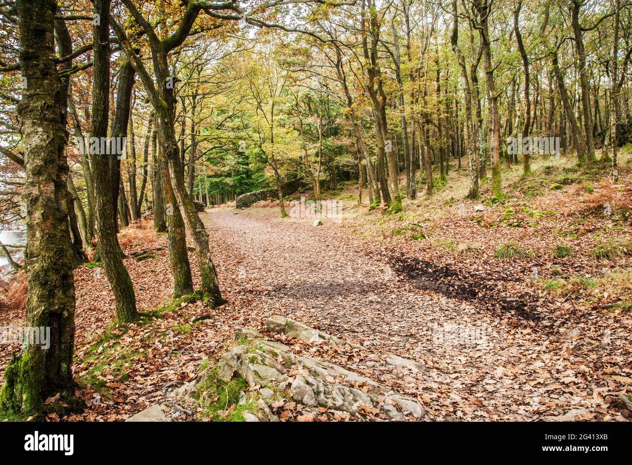 Autumn view of Torver Common Wood in the English Lake District Stock ...