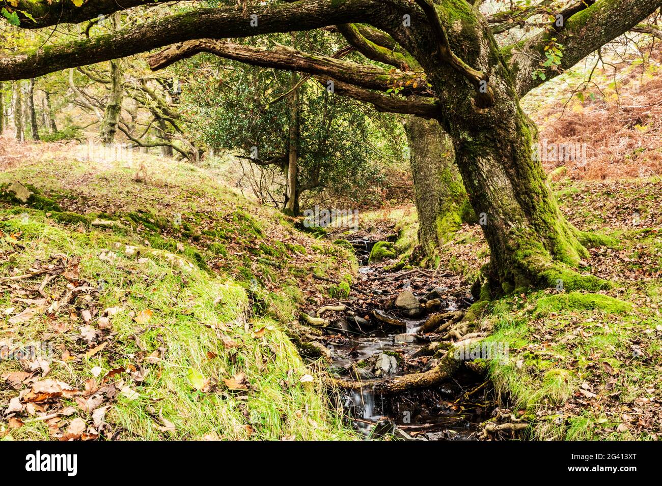 Torver common wood hi-res stock photography and images - Alamy