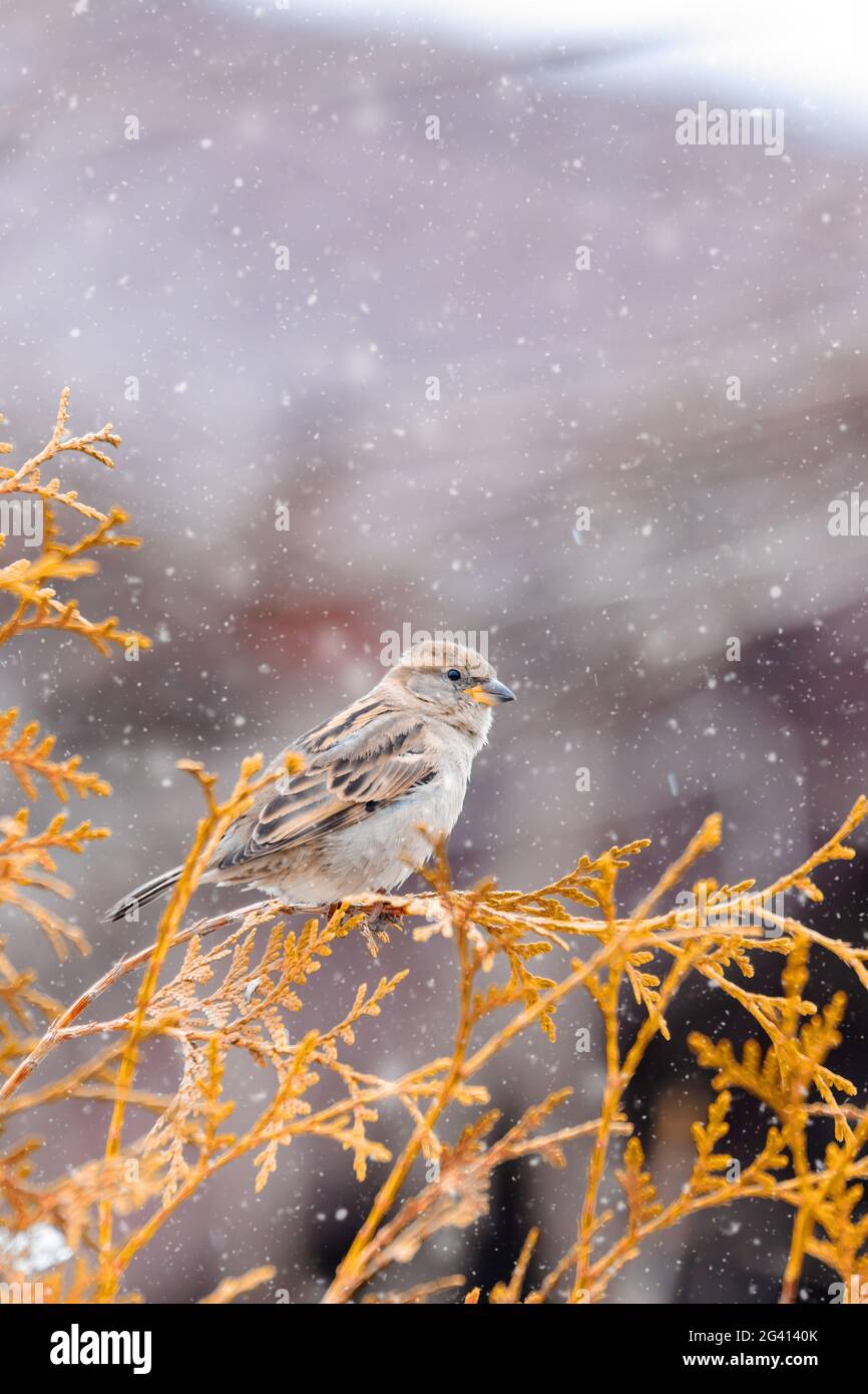 Female of small beautiful bird house sparrow Stock Photo - Alamy