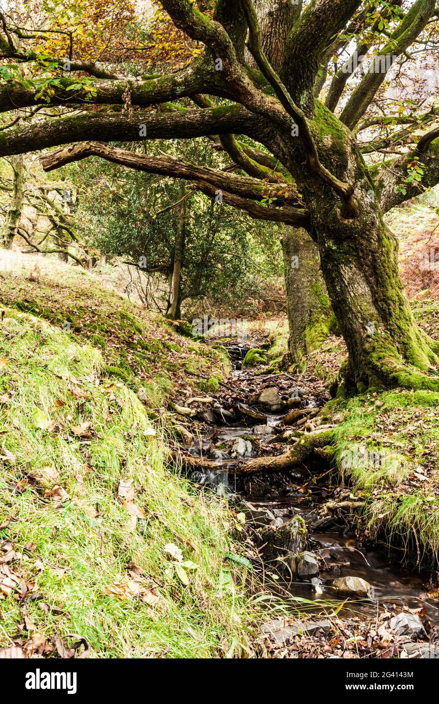 Torver common wood hi-res stock photography and images - Alamy