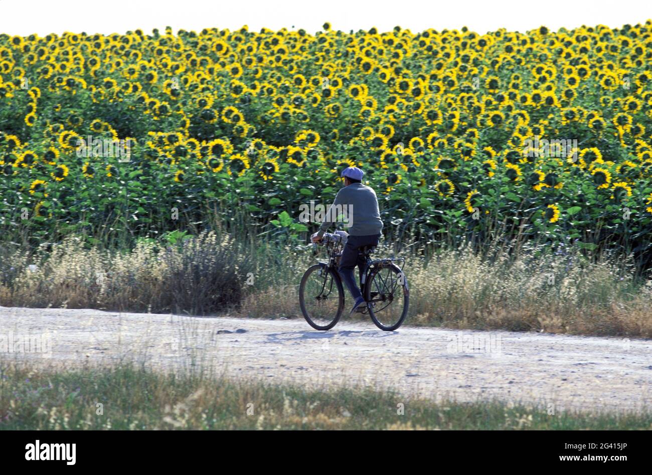 Andalusia spain sunflower hi-res stock photography and images - Alamy
