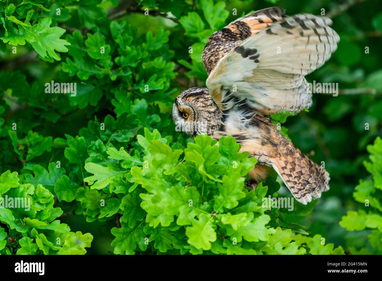 Long-eared owl (Asio otus), also known as lesser horned owl - selective ...
