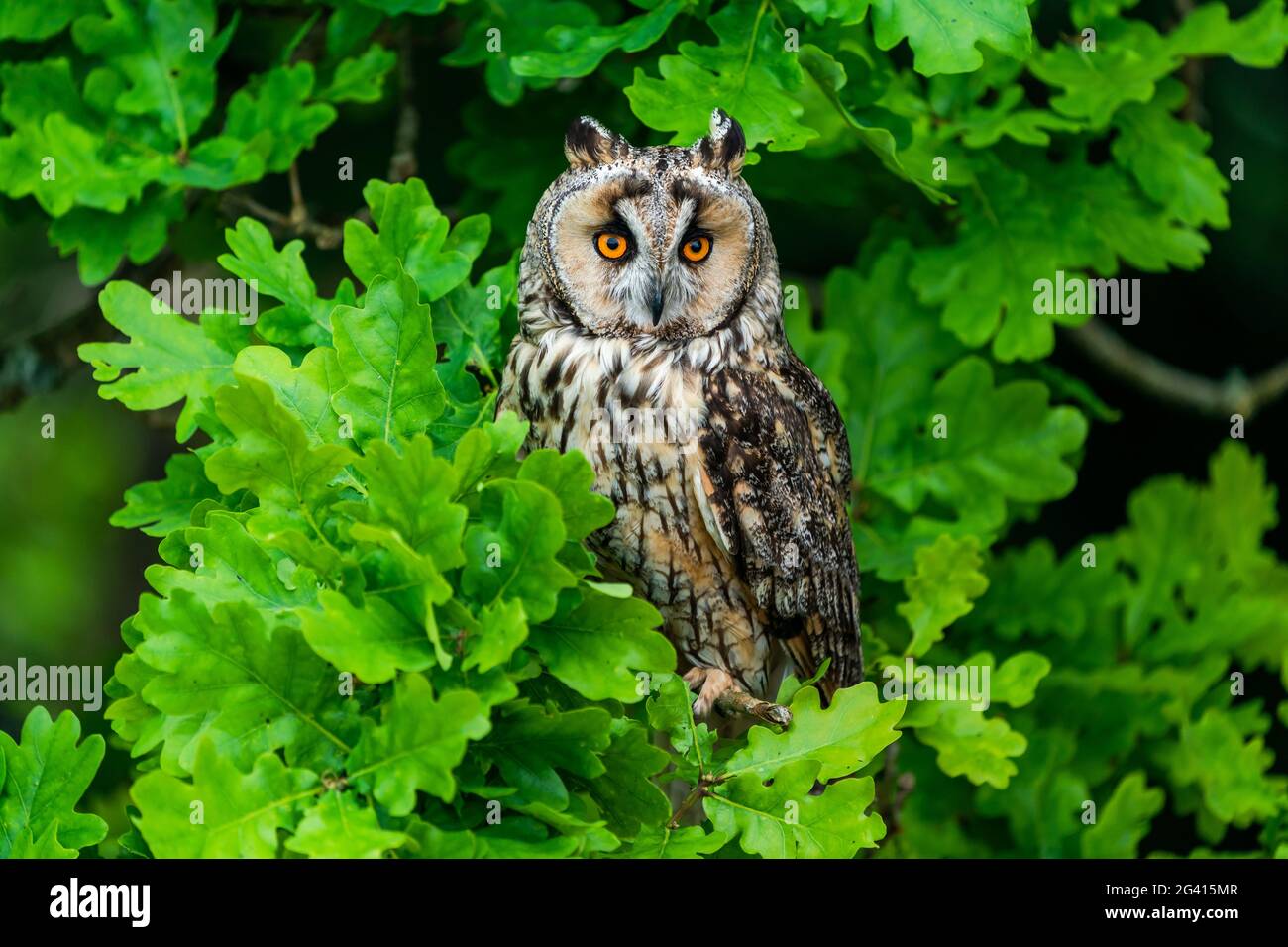 Long-eared owl (Asio otus), also known as lesser horned owl Stock Photo ...