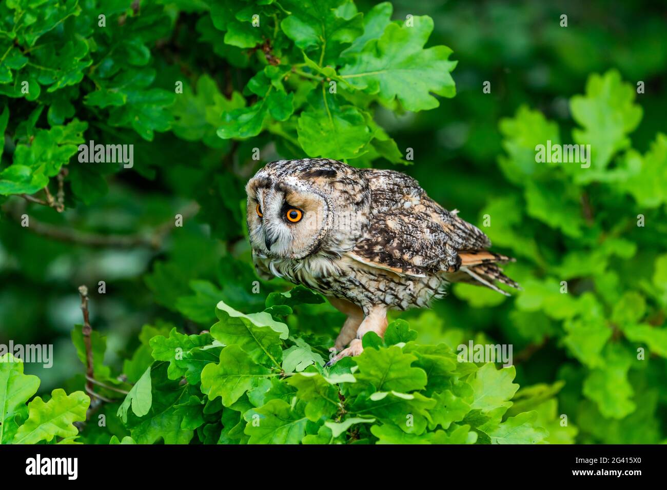 Long-eared owl (Asio otus), also known as lesser horned owl Stock Photo ...