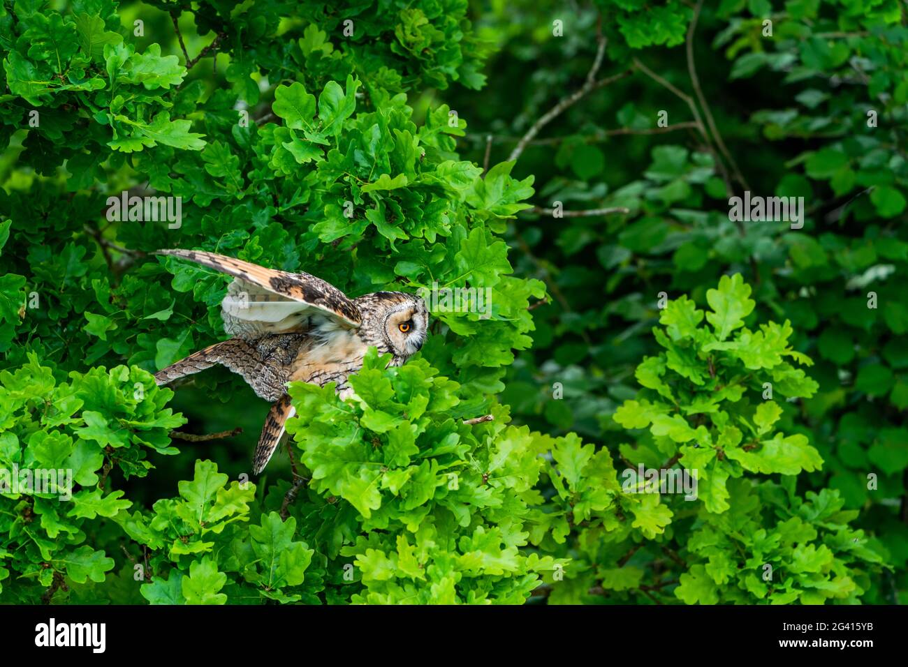 Long-eared owl (Asio otus), also known as lesser horned owl Stock Photo ...